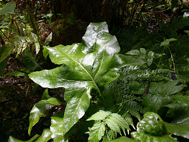 Kauai Landscaper | No Ka Oi Landscape Services Blog: Laua’e Fern