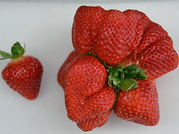 Luar Biasa, Ditemukan Buah Stroberi Terbesar di Dunia