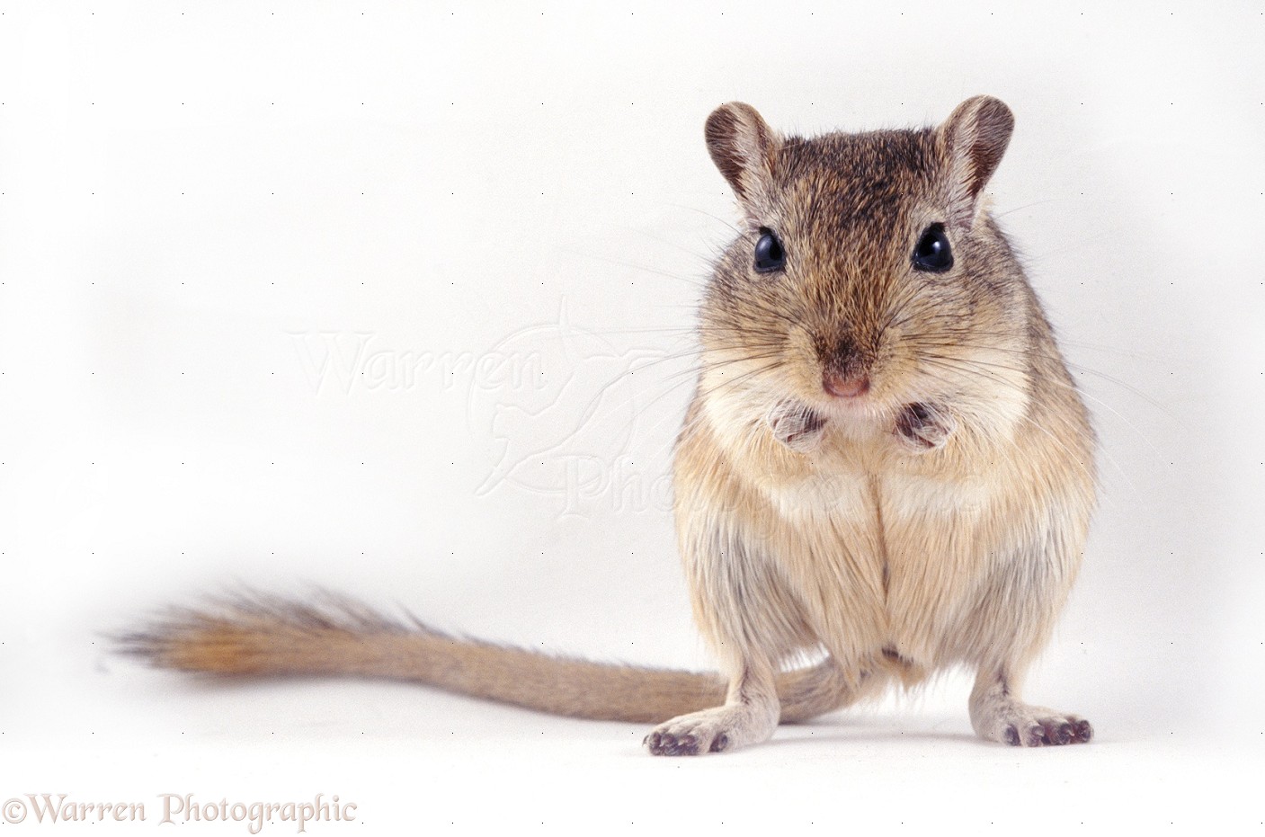 Tudo sobre Mini Pets: Gerbil