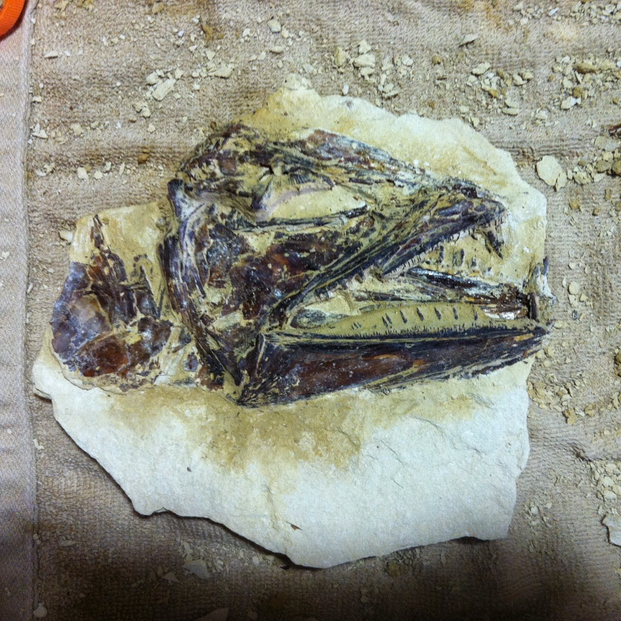 Kansas Fossil Hunter