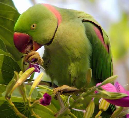 Alexandrine parakeet | Birds of India | Bird World