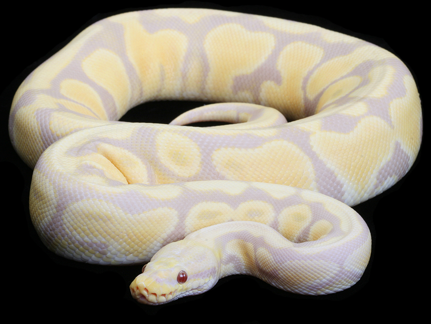 The Joys of Reptile Keeping and Awesome Reptiles: Royal / Ball Pythons