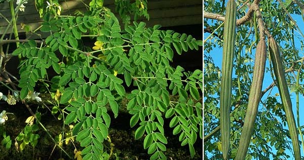 Zijue izi: Maajabu ya mti wa Mlonge