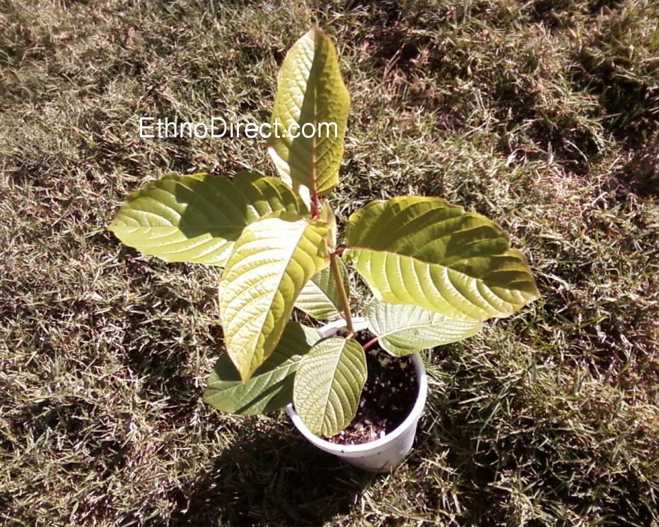 How To Grow Kratom: Kratom Grow Guide - How To Grow Kratom Plants