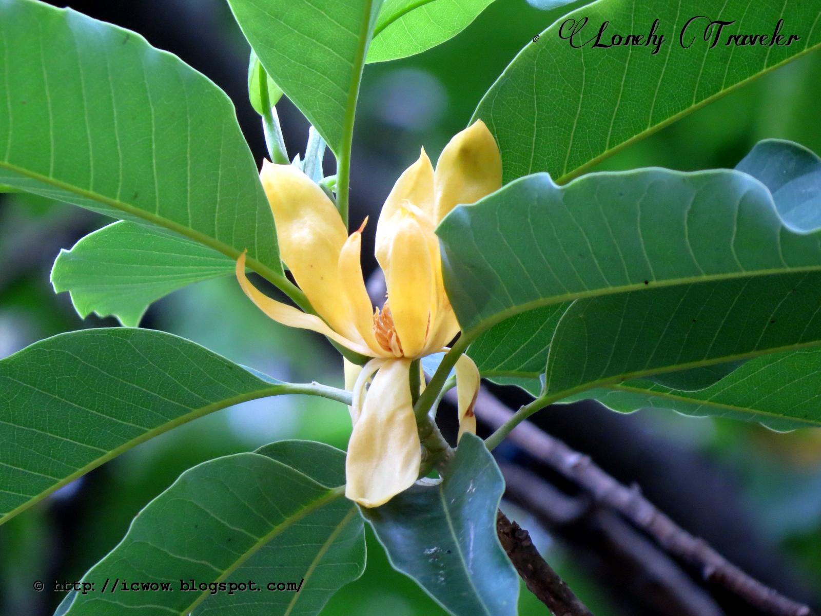 Swarna chapa - Magnolia champaca