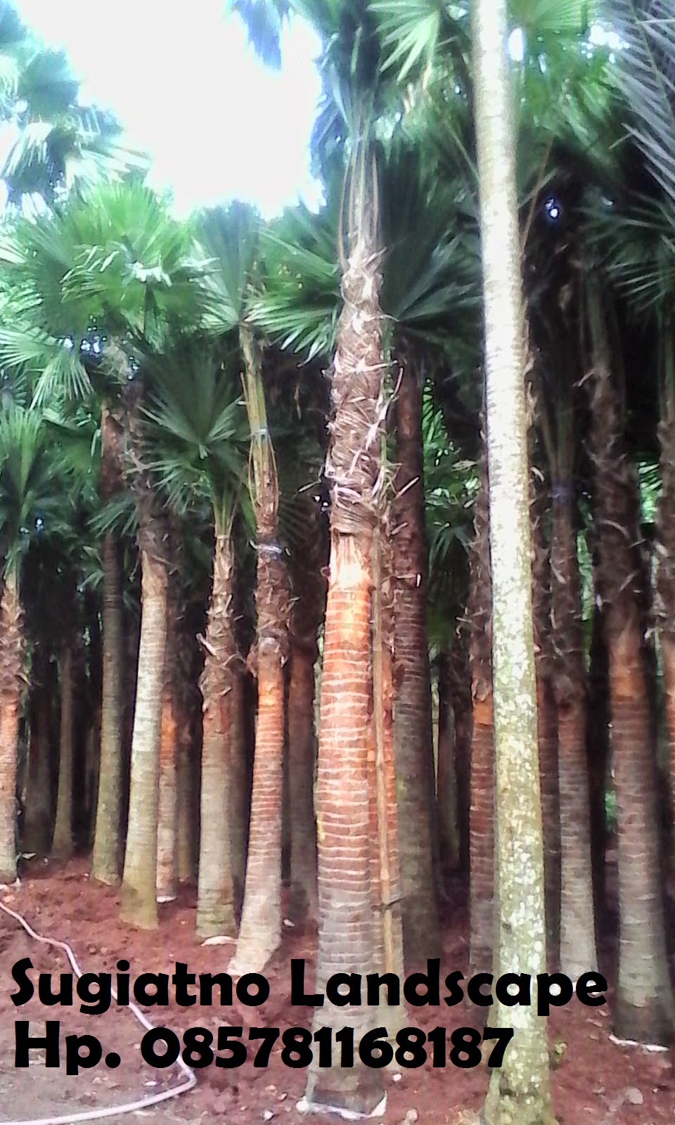 Palem sadeng kebo | Harga jual palm sadeng | Tukang taman | Grosir ...