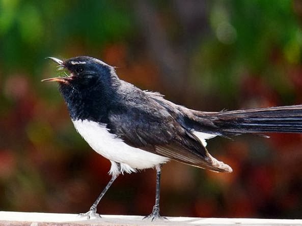 Budidaya Burung: Kutilang Kebun - Agar Gacor