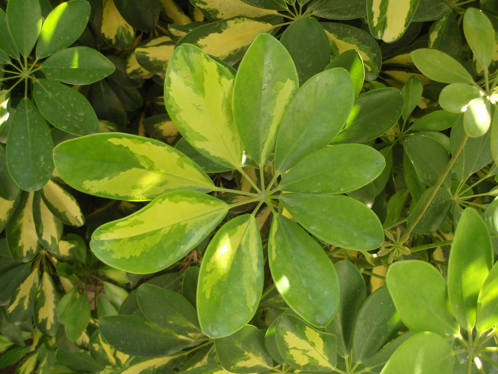 CHEFLERA: Schefflera arboricola | Plantas rioMoros