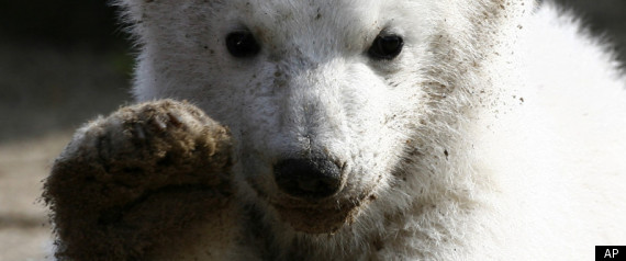 Cause Of Famous Knut Polar Bear's Mysterious Death Revealed ...