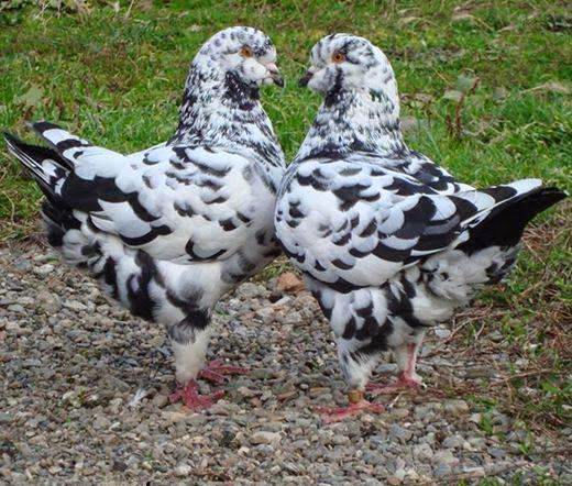 SPESIALIS MERPATI: MERPATI MODENA