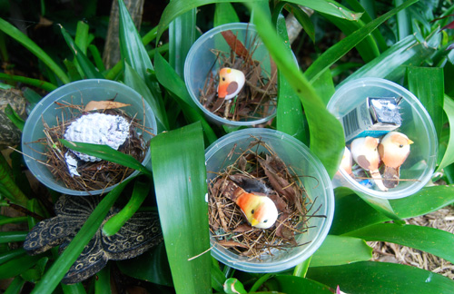 At home with Ali: Cute little bird nests