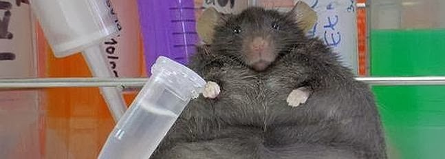 Tu pueblo y demás: Un ratón inmune a la comida basura desvela el gen de ...