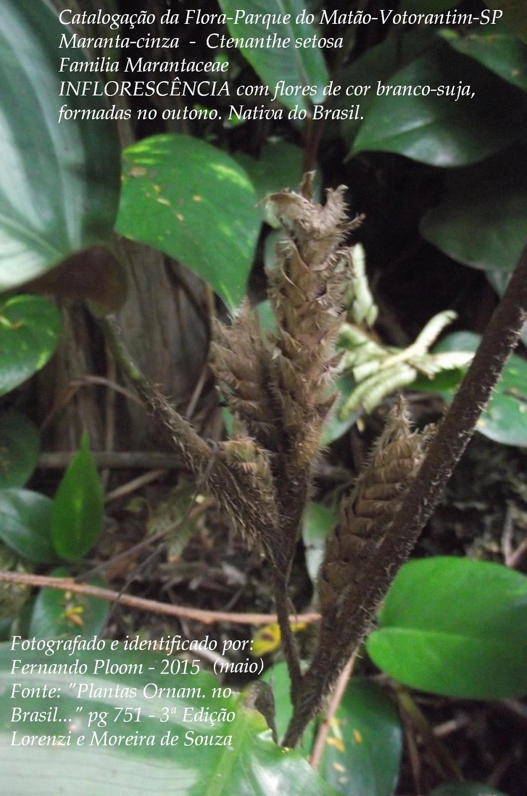 Naturalista Votorantinense: Maranta-cinza : Ctenanthe setosa (Eichler ...