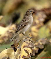 Aves de Aragón : enero 2012