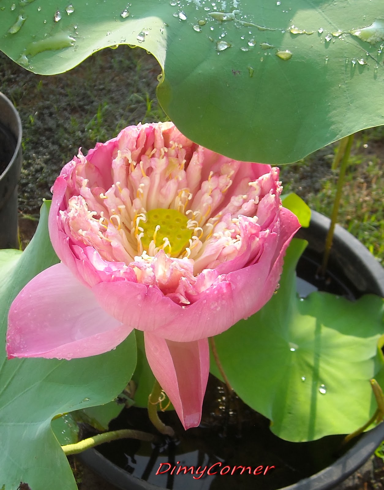 DimyCorner: Bunga Lotus si Cantik dari Tempat Berlumpur