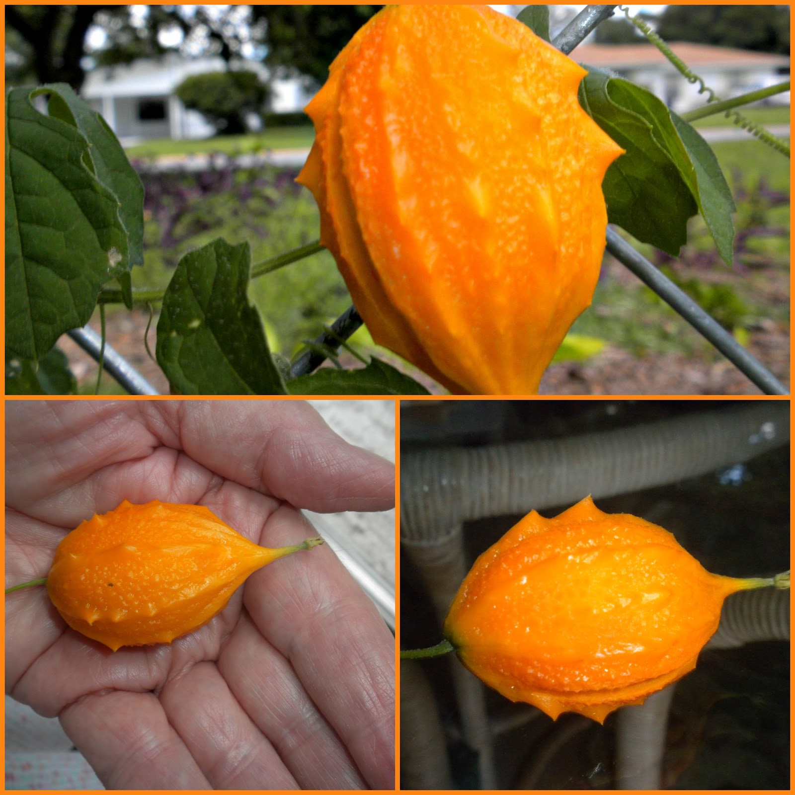 MadSnapper: Balsam-Apple Vine -- Momordica charantia