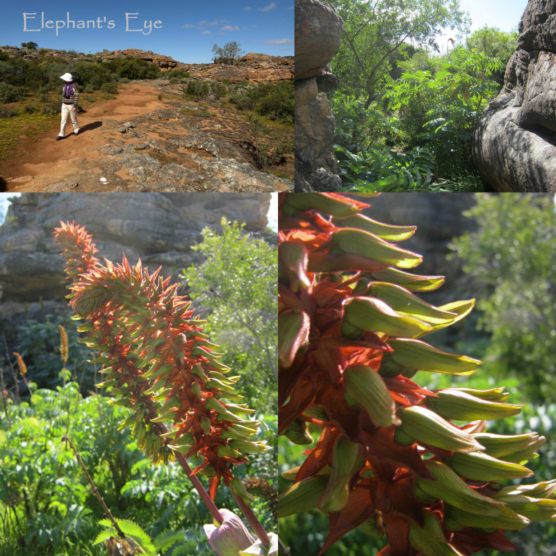 Melianthus major - Honey Flower for the Birds!