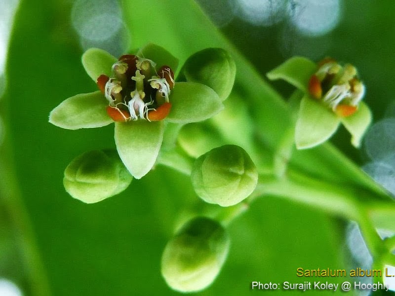 Medicinal Plants: Santalum album, Chandanam, Sandalwood