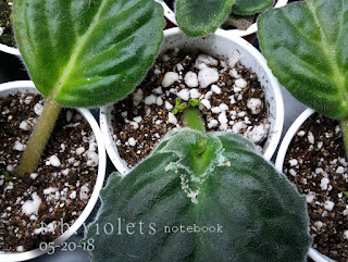 How To Grow Faster Baby Violets