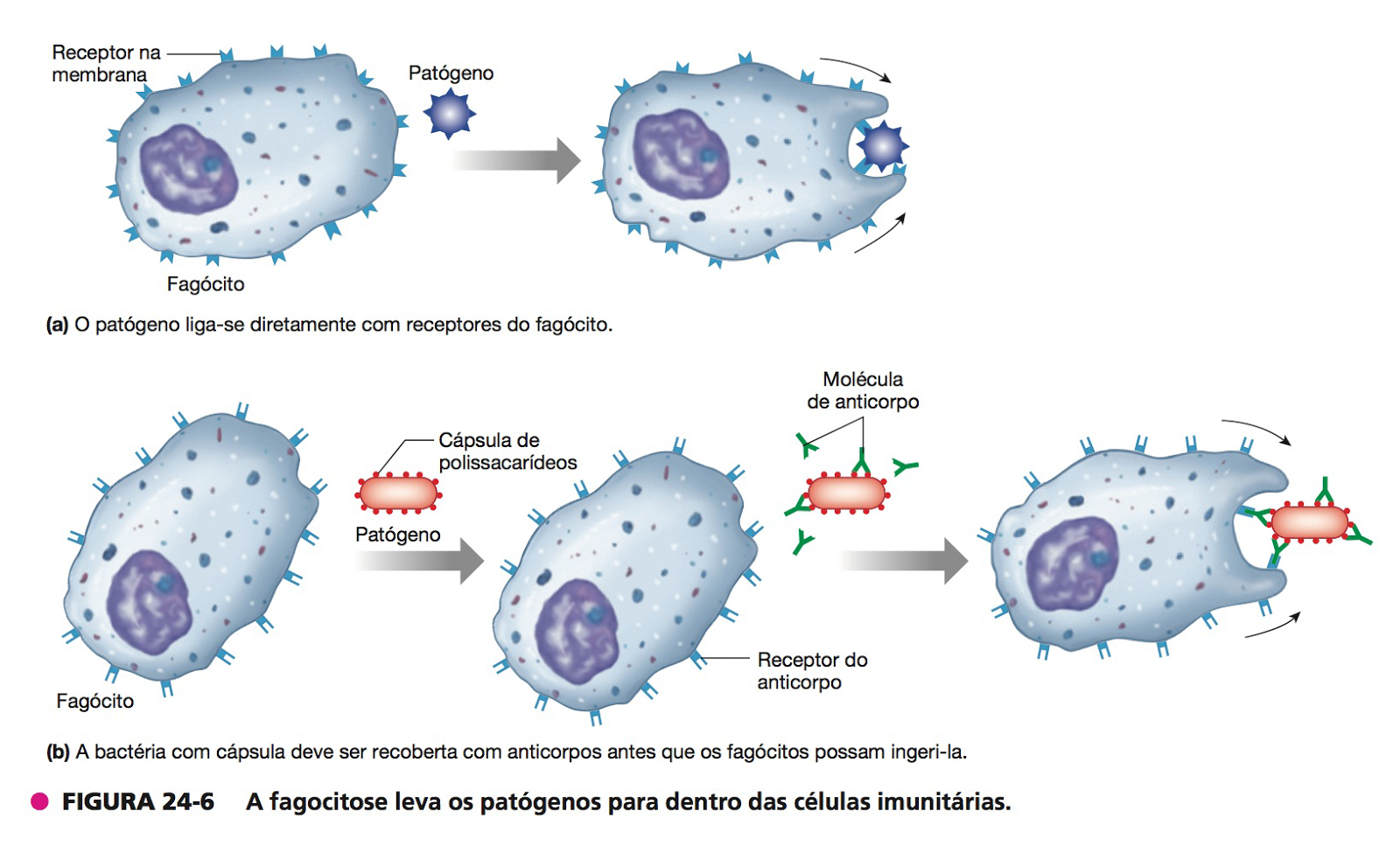 A fagocitose leva os patígenos para dentro das células imunitárias