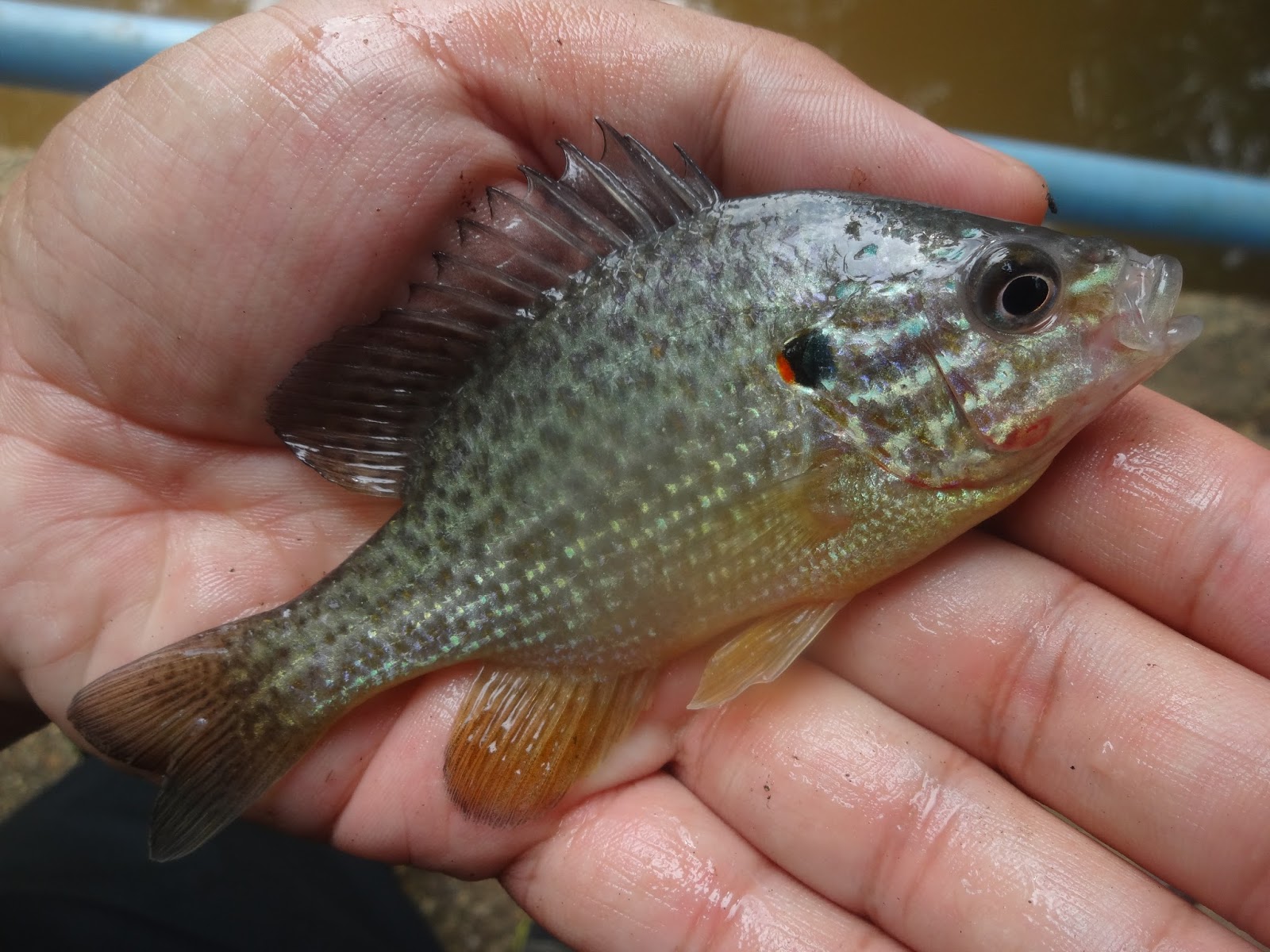 Extreme Philly Fishing: September Fishing Sessions (Last Update: COMPLETE)