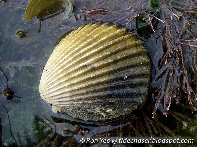 tHE tiDE cHAsER: Heterodont Bivalves (Phylum Mollusca: Subclass ...