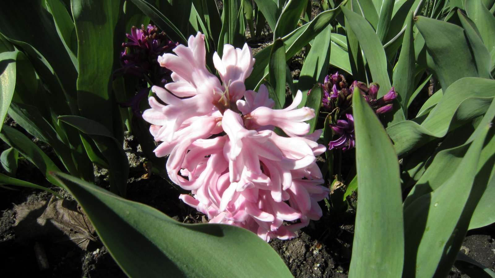 Andruse pildiblogi: Kevadpüha - jalutuskäik kolleeg Mare juurde