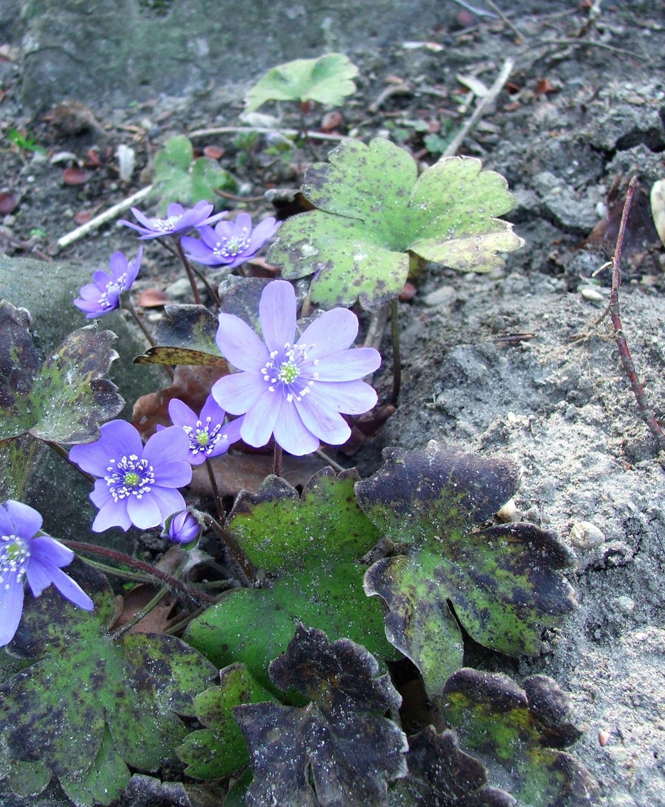 In the Company of Plants and Rocks: Tree on Drugs