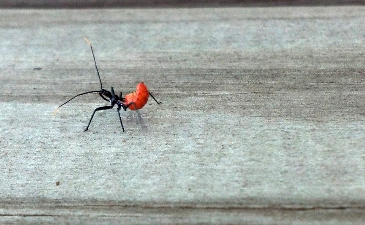 Nature Photography and Facts : Instars