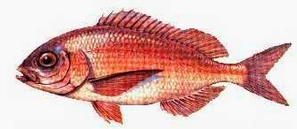 Tarım Siteniz: BALIK TÜRLERİ AVLAMA ŞEKİLLLERİ