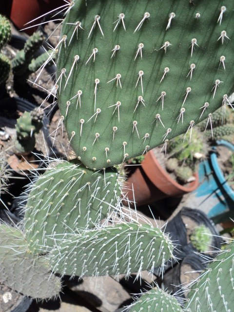 Mi Remanso De Paz : Cactus/ Nopal Blanco