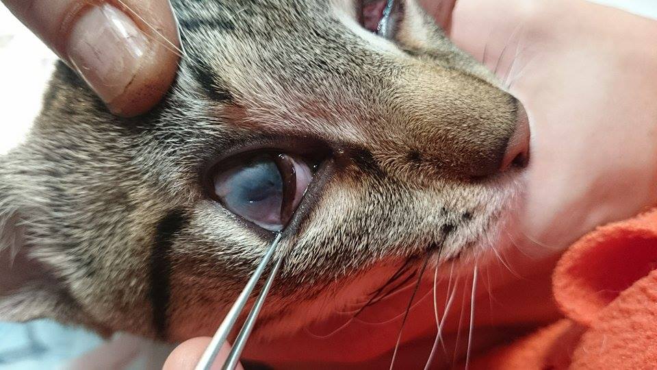 CASOS Y COSAS EN EL CENTRO CLÍNICO VETERINARIO TERUEL : Simbléfaron en ...