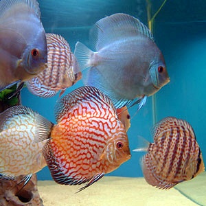 Tips Pemberian Pakan pada Ikan Discus - Akuarium Ikan Hias