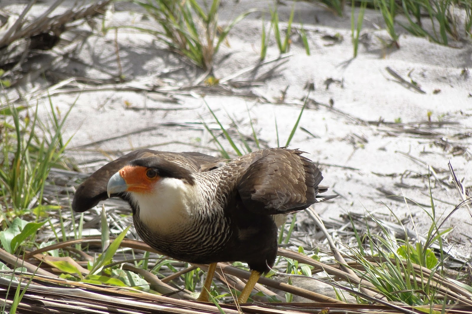 VIVENDO COM CIÊNCIA: CARCARÁ