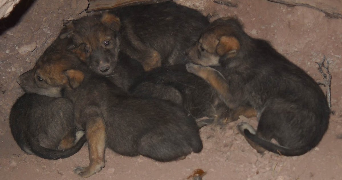 White Wolf : Rare red wolf pups born at sanctuary in Washington state ...