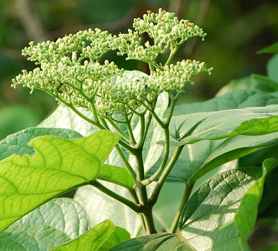 Philippine Medicinal Plants: Alagaw