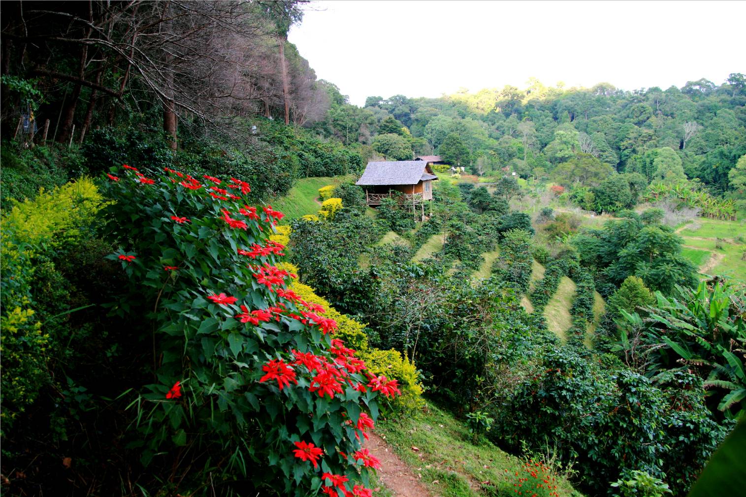 Kávévilág: A kávé termesztése, fajtái