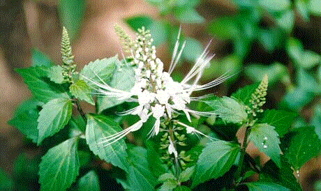 Tanaman Herba: Khasiat Misai Kucing