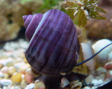 My Temple of Nature: Blue