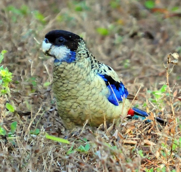 Catatan Burung: Northern Rosellas - Brown Rosellas