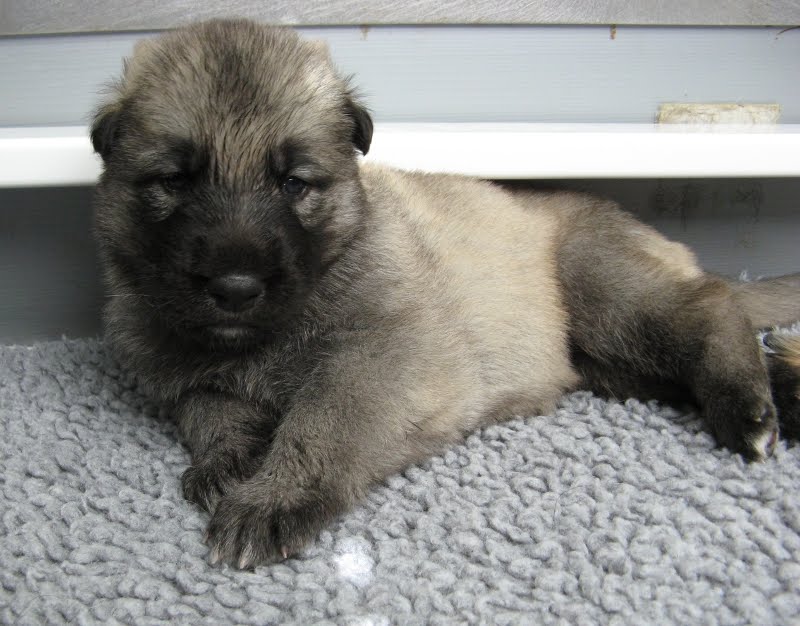 Sparta ISSA Shiloh Shepherds
