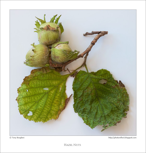 PhotoReflect: Hazel trees and nuts