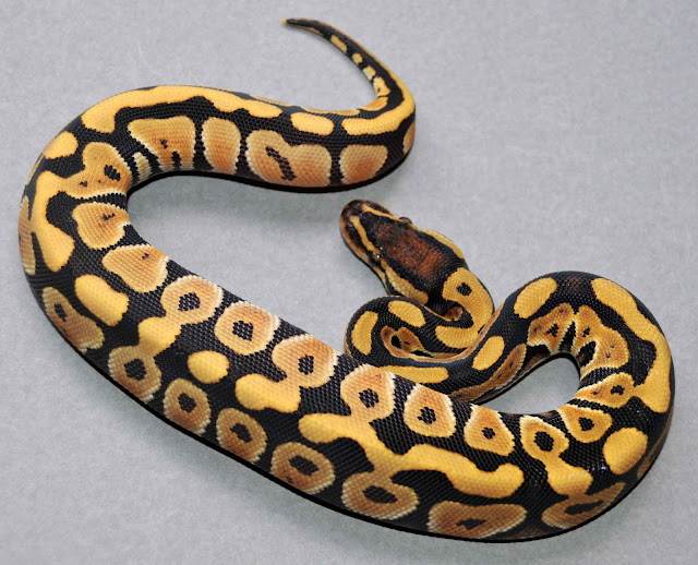 Radioactive Reptiles: Female Desert Ball Python: Unproven Breeding
