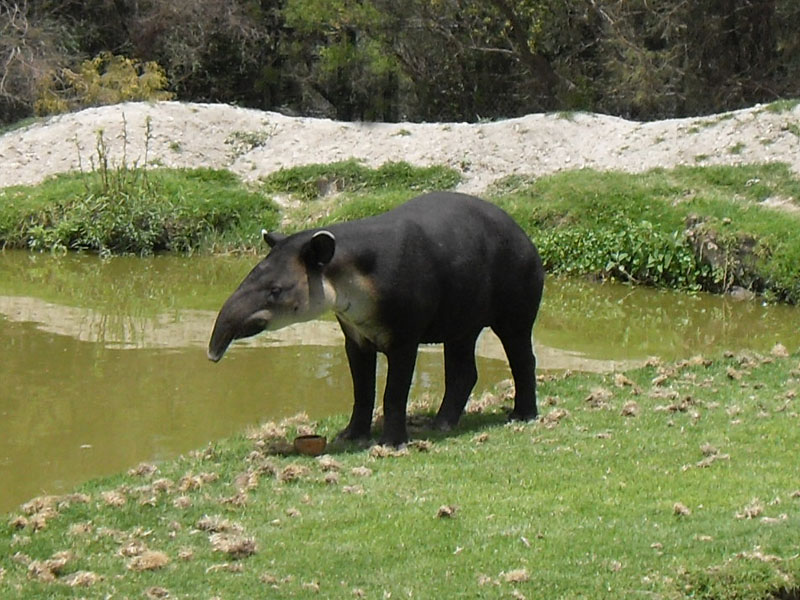 Tapir Centroamericano ~ Animales en Peligro de Extinción