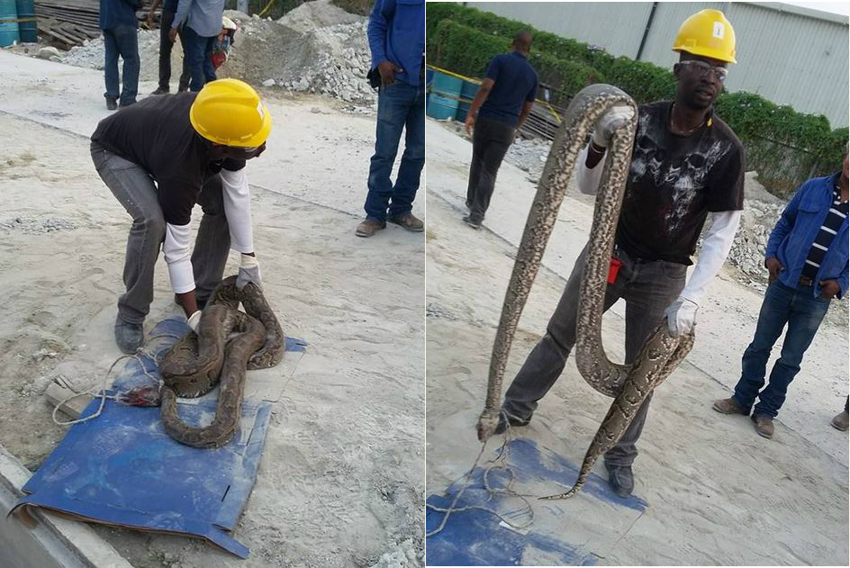 Shocking!! See The Huge Big Python Killed in an Oil CompanyYesterday ...