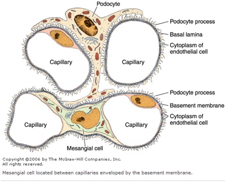 Medical Stuff: Histologi Sistem Kemih