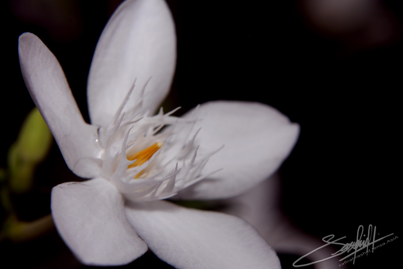 Macro Lensa AsiA: Bunga Melur,Melati, (Jasminum)