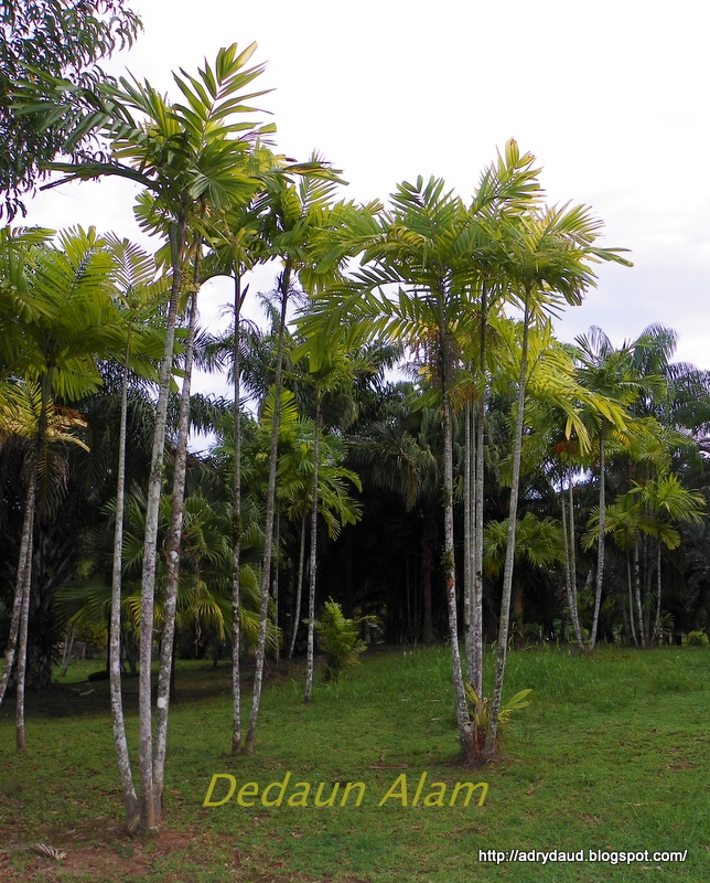 Dedaun Alam: Ptychosperma Macarthurii @ MacArthur Palm