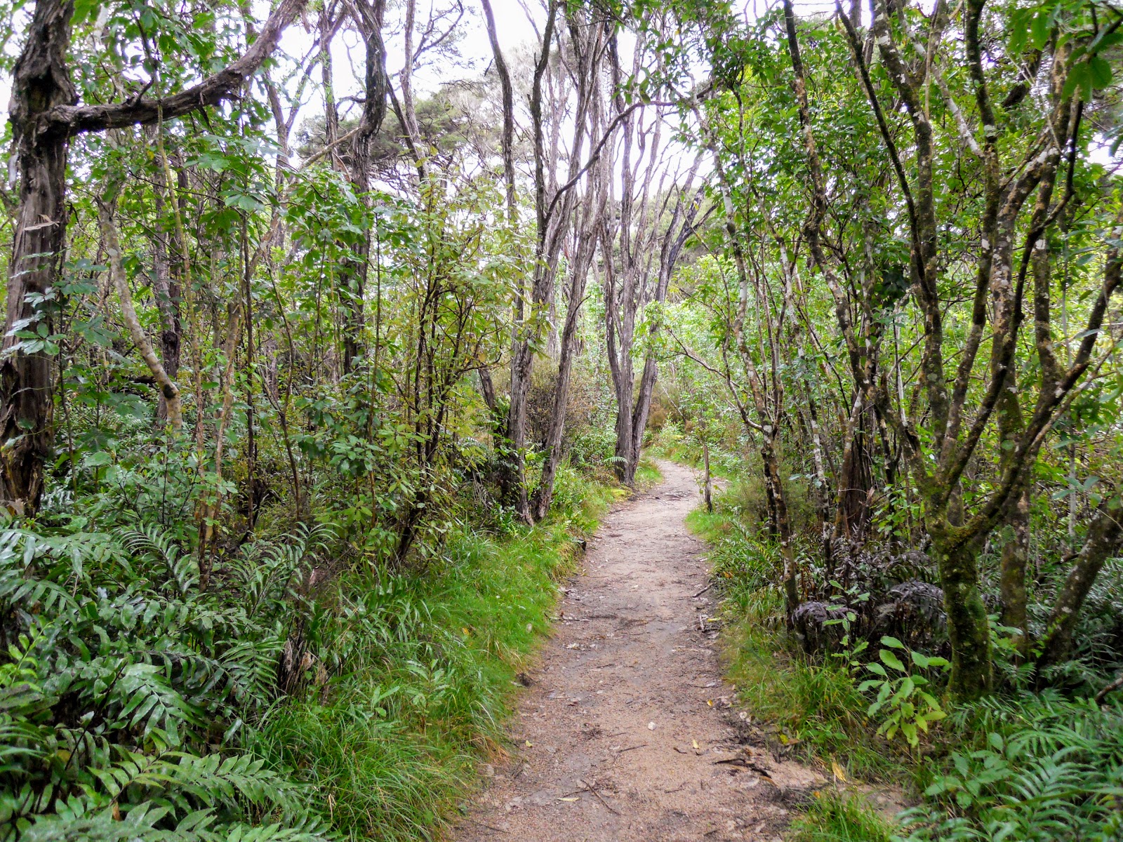 Tramping in the New Zealand backcountry: NZ Bush Adventures: Great Walk ...