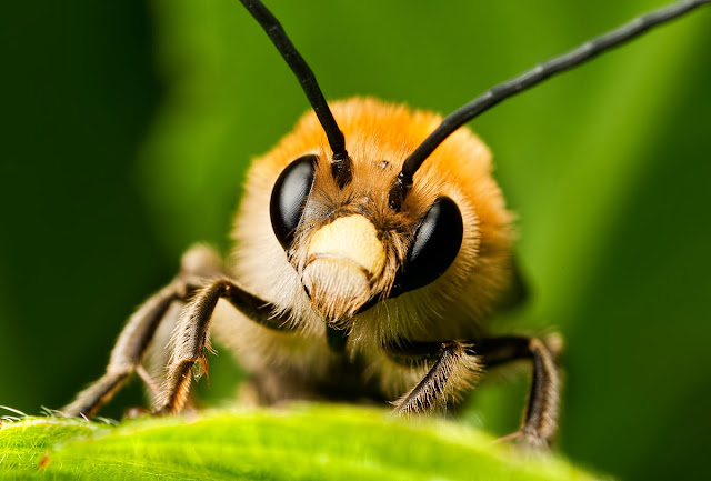 Imagini cu albine | StolenIMG